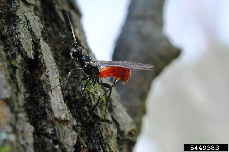 Braconid wasps (Genus Atanycolus)