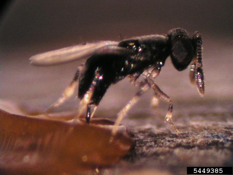 Encyrtid wasp (Oobius agrili)
