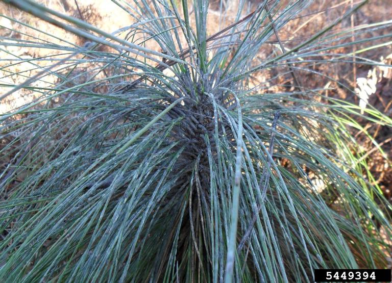 pine needle scale (Chionaspis pinifoliae)