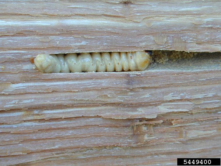 red oak borer (Enaphalodes rufulus (Haldeman, 1847))