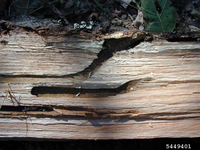red oak borer (Enaphalodes rufulus (Haldeman, 1847))