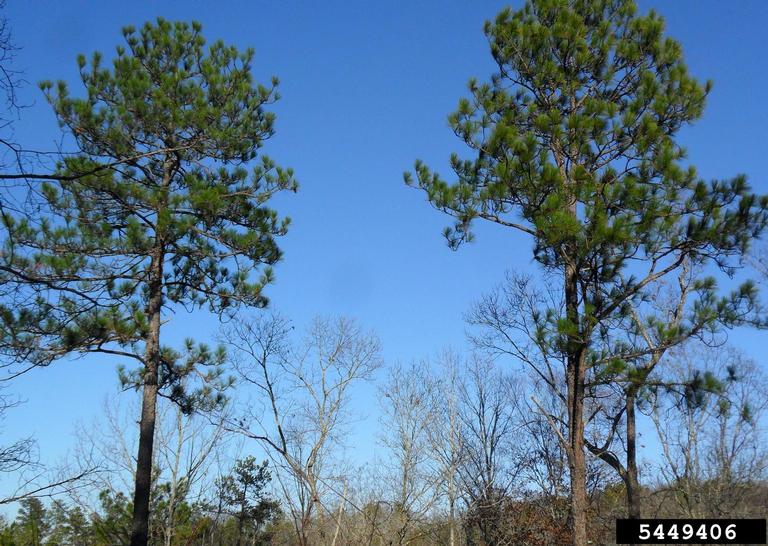 longleaf pine (Pinus palustris P. Mill.)