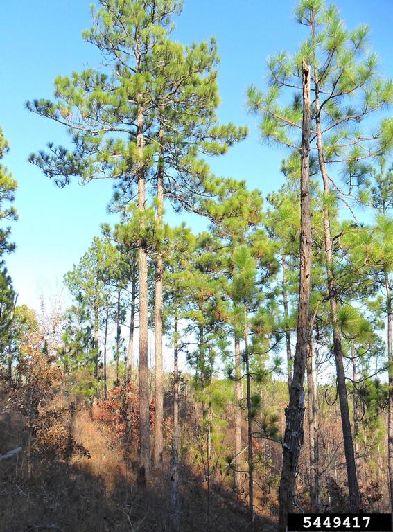 longleaf pine (Pinus palustris P. Mill.)