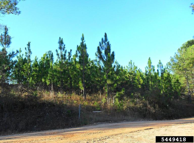 longleaf pine (Pinus palustris P. Mill.)