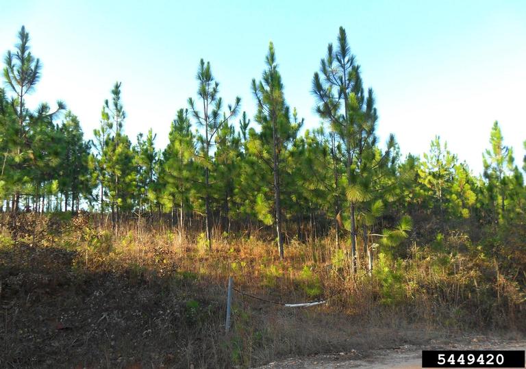 longleaf pine (Pinus palustris P. Mill.)