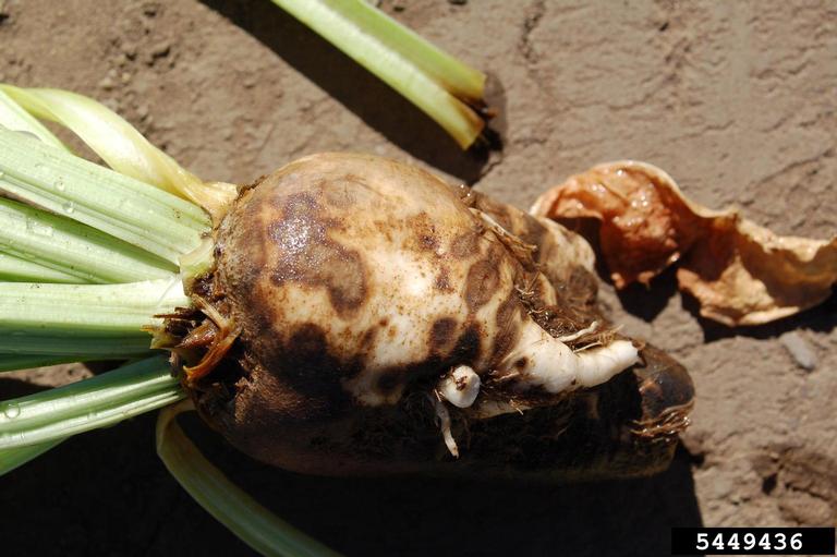 Rhizoctonia damping-off, blight and rot (Rhizoctonia solani)