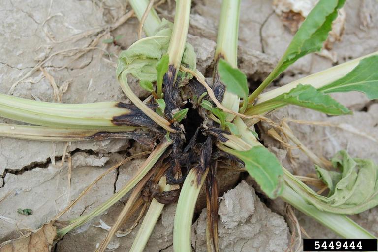 Rhizoctonia damping-off, blight and rot (Rhizoctonia solani J.G. Kühn)