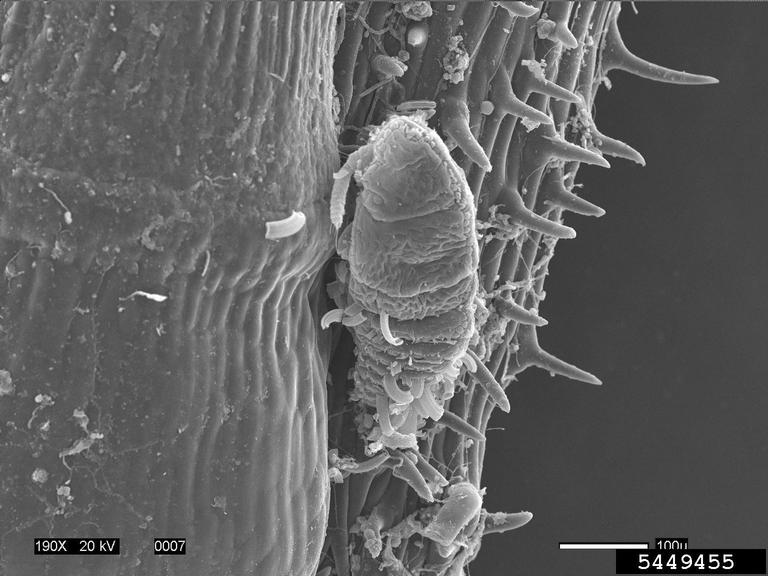 hemlock woolly adelgid (Adelges tsugae Annand, 1924)