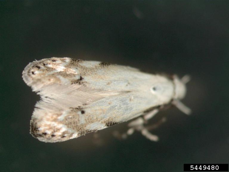 Gelechiid moth (Coleotechnites variiella Chambers 1872)