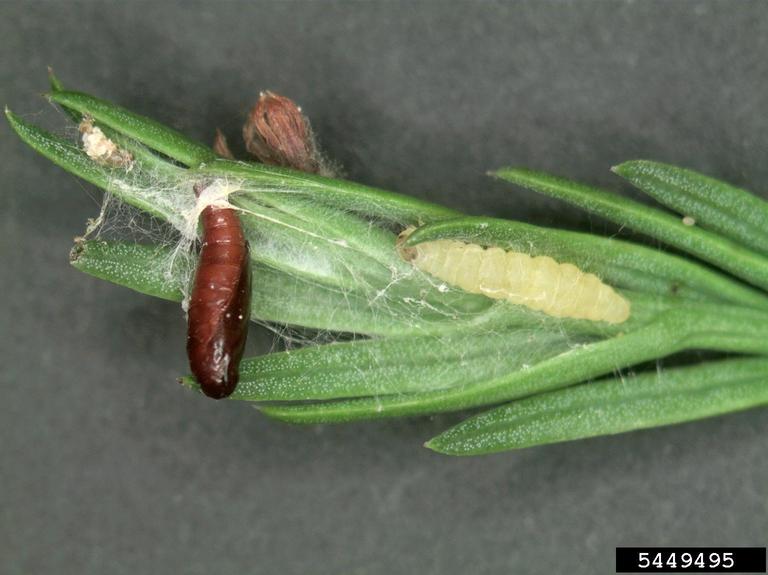 Gelechiid moth (Coleotechnites variiella Chambers 1872)