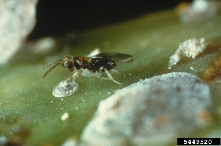 parasitoid wasp (Encarsia perniciosi)
