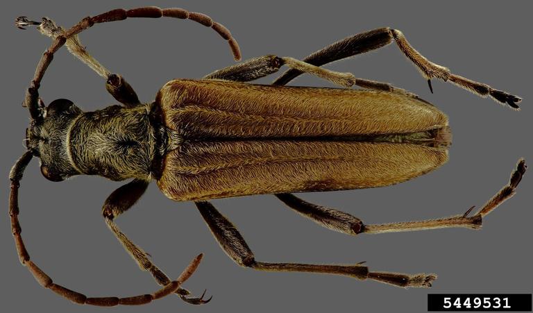 flower longhorn (Stenocorus vestitus)