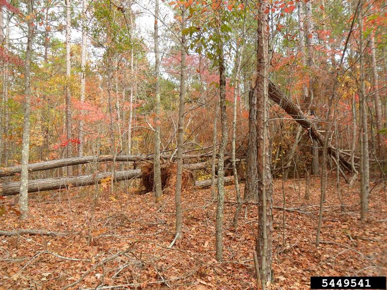 root lifting, soil heaving, and windthrow