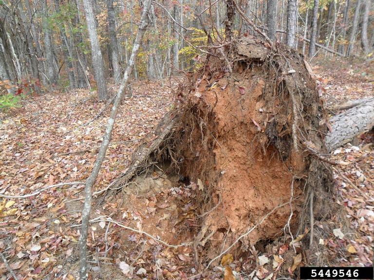 root lifting, soil heaving, and windthrow