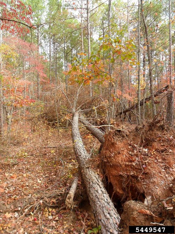root lifting, soil heaving, and windthrow