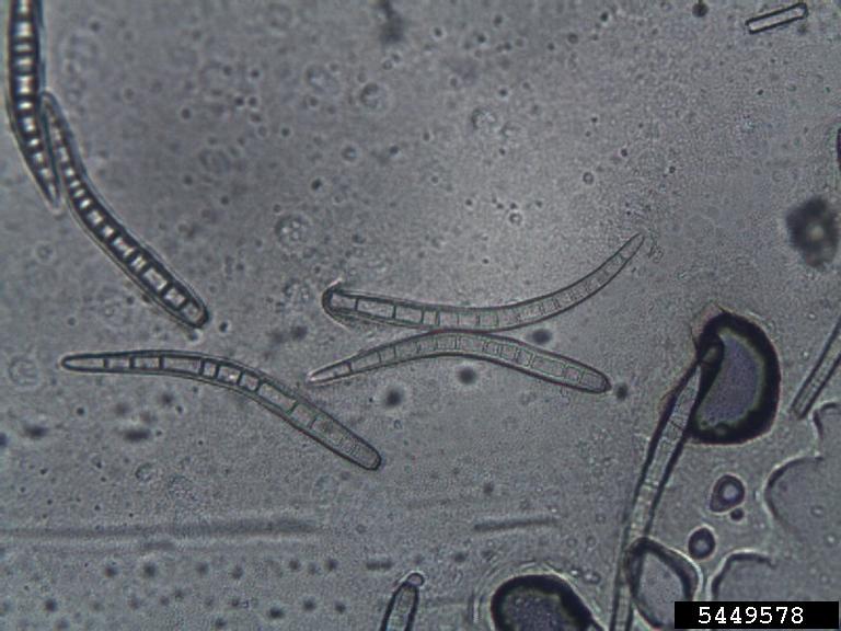 Corynespora blights and leaf spots (Genus Corynespora Güssow)