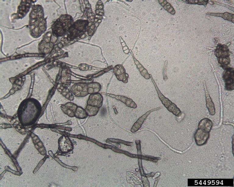 leaf spot (Genus Stemphylium)