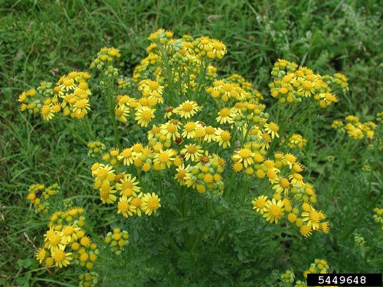 tansy ragwort (Jacobaea vulgaris Gaertn.)