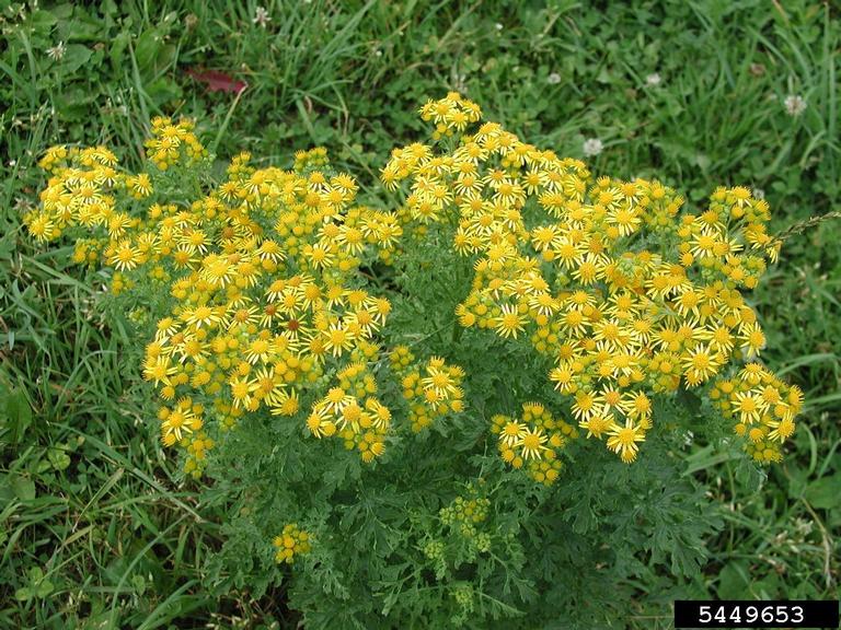 tansy ragwort (Jacobaea vulgaris Gaertn.)