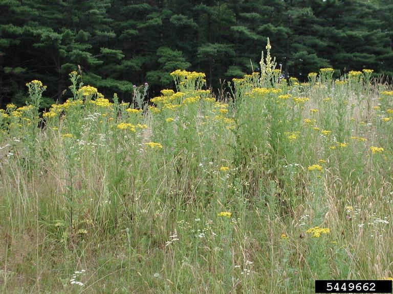 tansy ragwort (Jacobaea vulgaris Gaertn.)