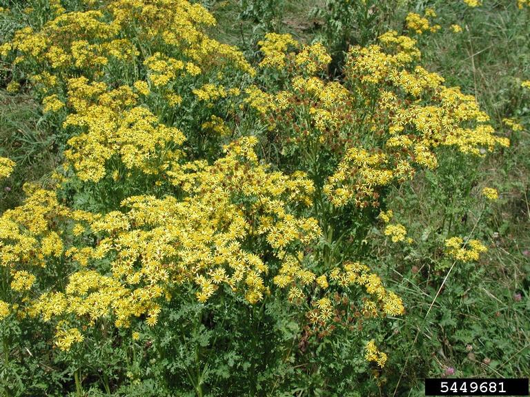 tansy ragwort (Jacobaea vulgaris Gaertn.)
