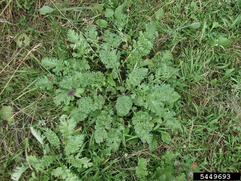 tansy ragwort (Jacobaea vulgaris)