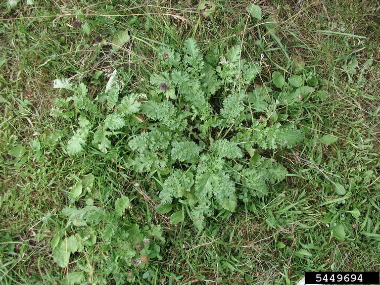 tansy ragwort (Jacobaea vulgaris Gaertn.)