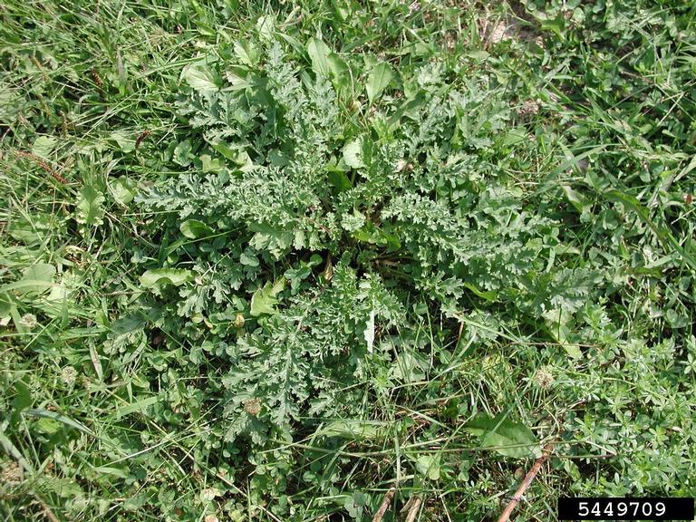 tansy ragwort (Jacobaea vulgaris Gaertn.)