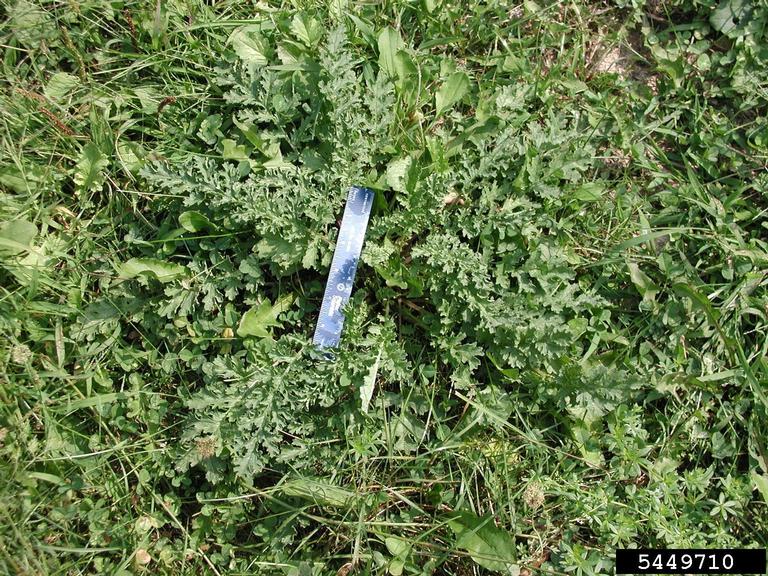 tansy ragwort (Jacobaea vulgaris Gaertn.)