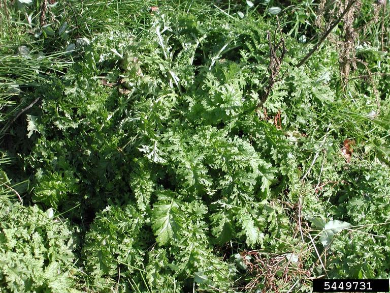 tansy ragwort (Jacobaea vulgaris Gaertn.)