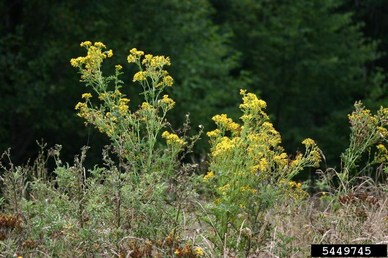 tansy ragwort (Jacobaea vulgaris Gaertn.)