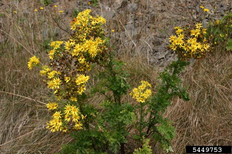 tansy ragwort (Jacobaea vulgaris Gaertn.)