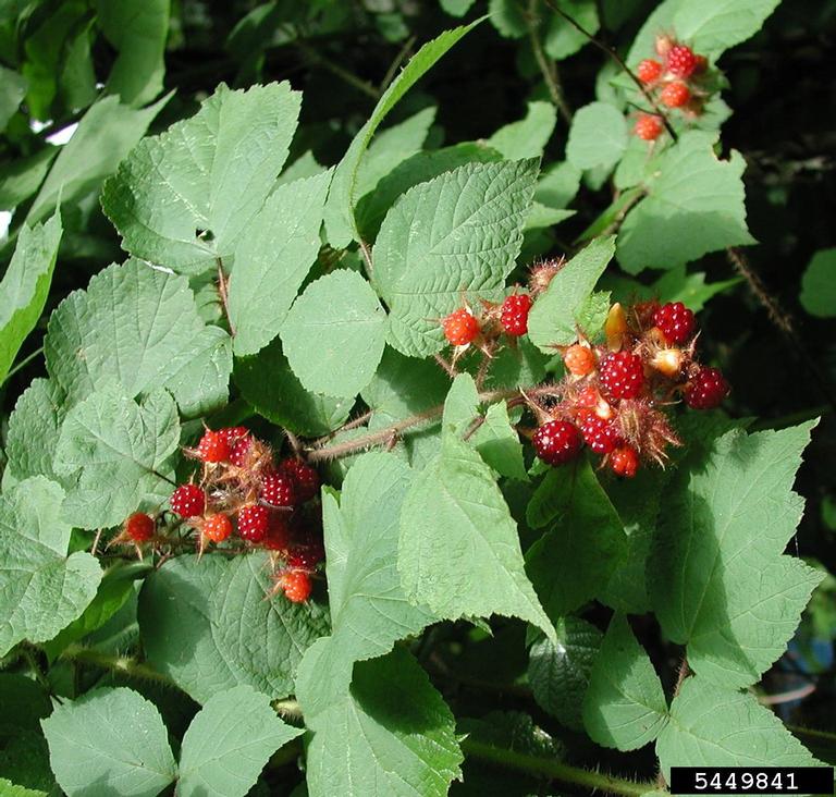wine raspberry (Rubus phoenicolasius)