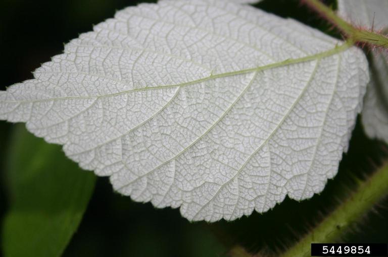 wine raspberry (Rubus phoenicolasius Maxim.)