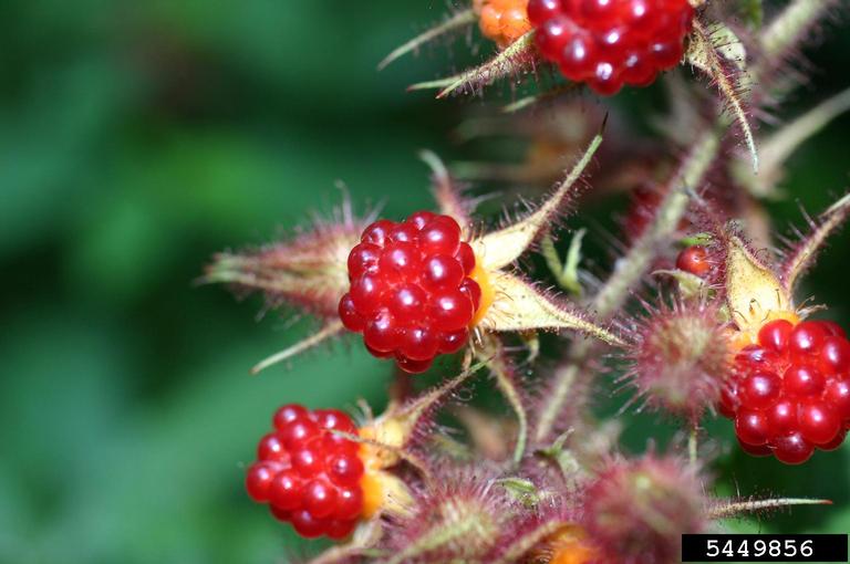 wine raspberry (Rubus phoenicolasius Maxim.)