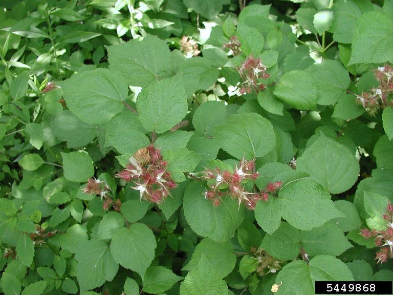 wine raspberry (Rubus phoenicolasius Maxim.)