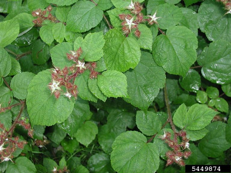 wine raspberry (Rubus phoenicolasius Maxim.)