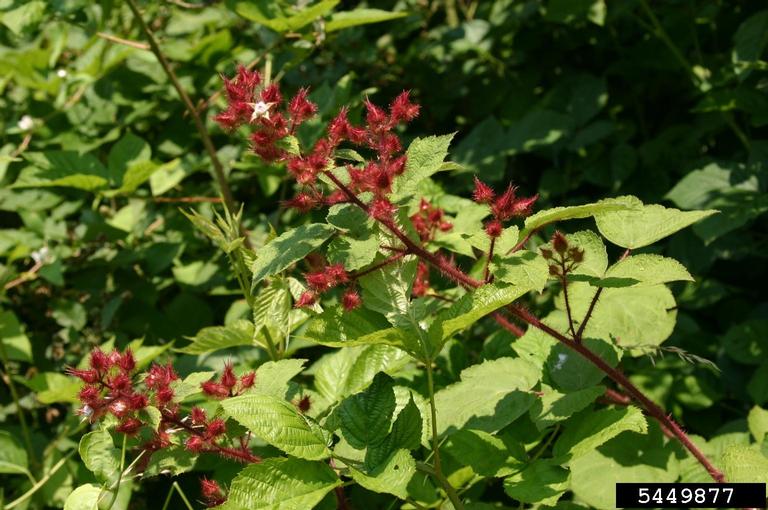wine raspberry (Rubus phoenicolasius Maxim.)