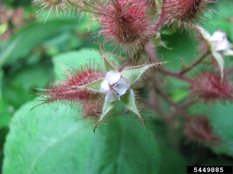 wine raspberry (Rubus phoenicolasius Maxim.)