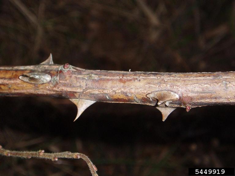 multiflora rose (Rosa multiflora Thunb.)
