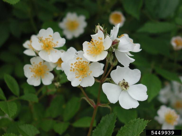 multiflora rose (Rosa multiflora Thunb.)
