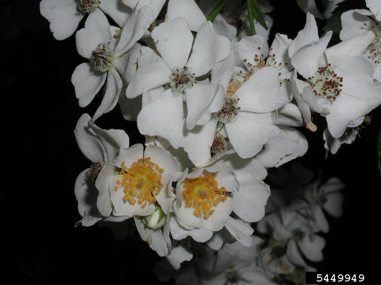 multiflora rose (Rosa multiflora Thunb.)