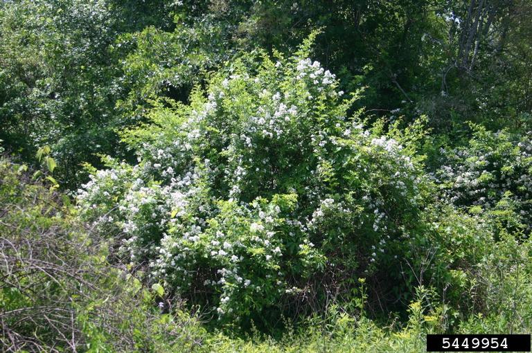 multiflora rose (Rosa multiflora)