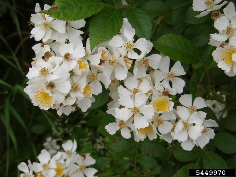 multiflora rose (Rosa multiflora Thunb.)