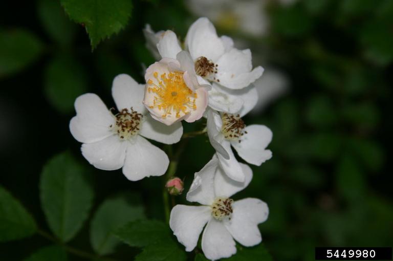 multiflora rose (Rosa multiflora Thunb.)