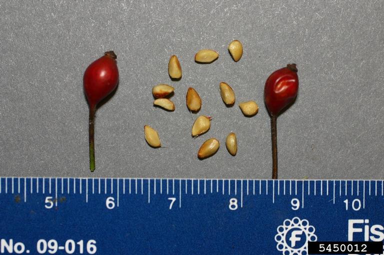 multiflora rose (Rosa multiflora)