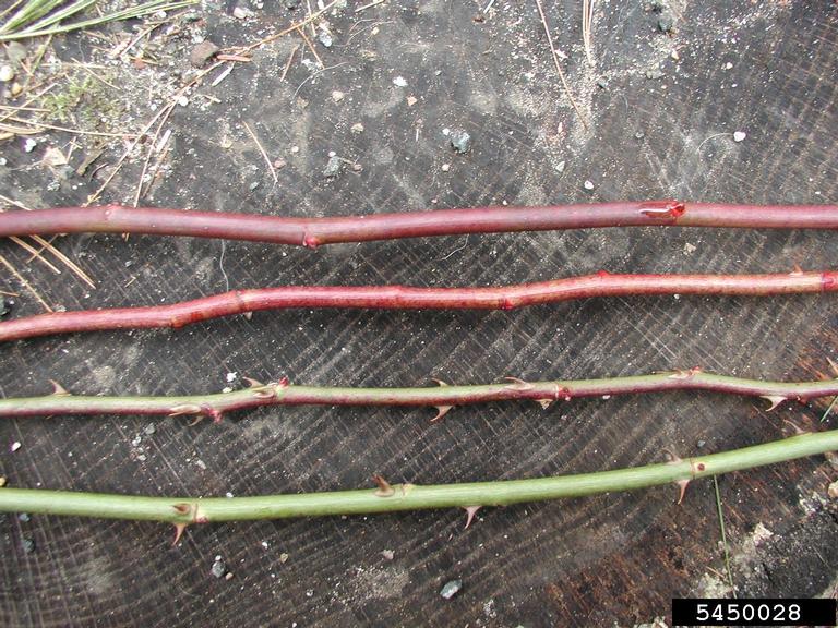 multiflora rose (Rosa multiflora Thunb.)