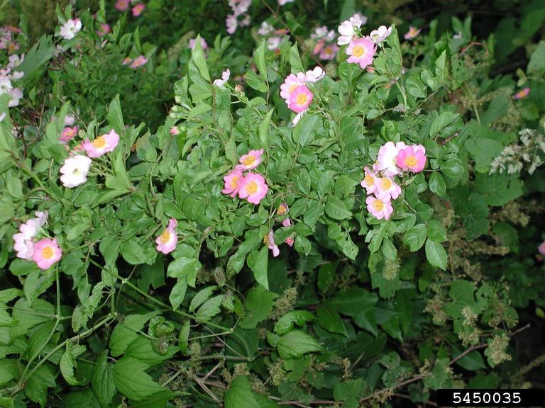 multiflora rose (Rosa multiflora Thunb.)