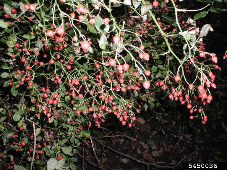 multiflora rose (Rosa multiflora Thunb.)