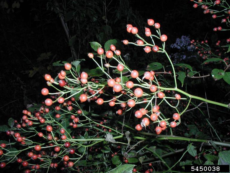 multiflora rose (Rosa multiflora Thunb.)